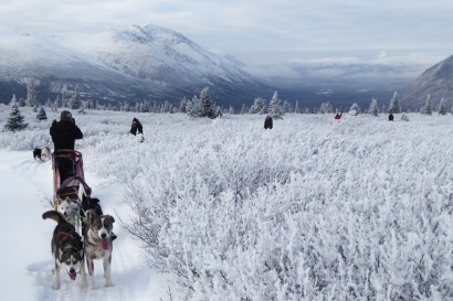 Dogsledding | Yukon Wild