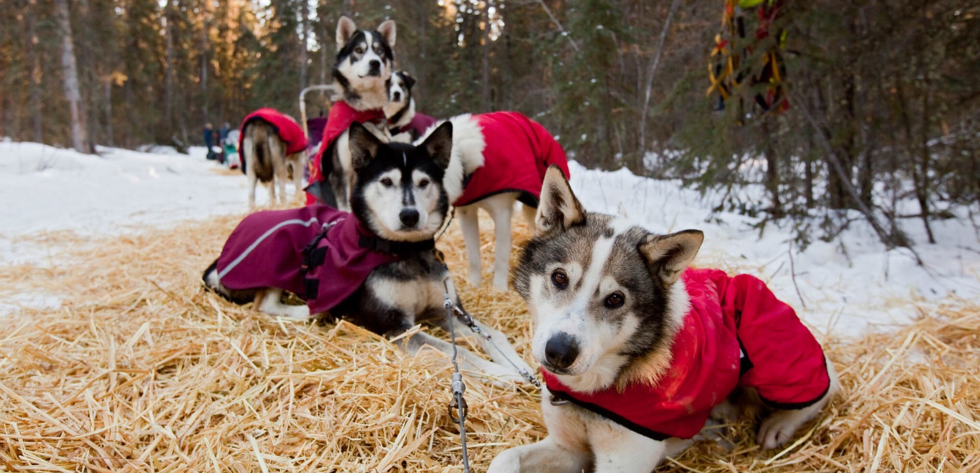 Muktuk Adventures | Yukon Wild